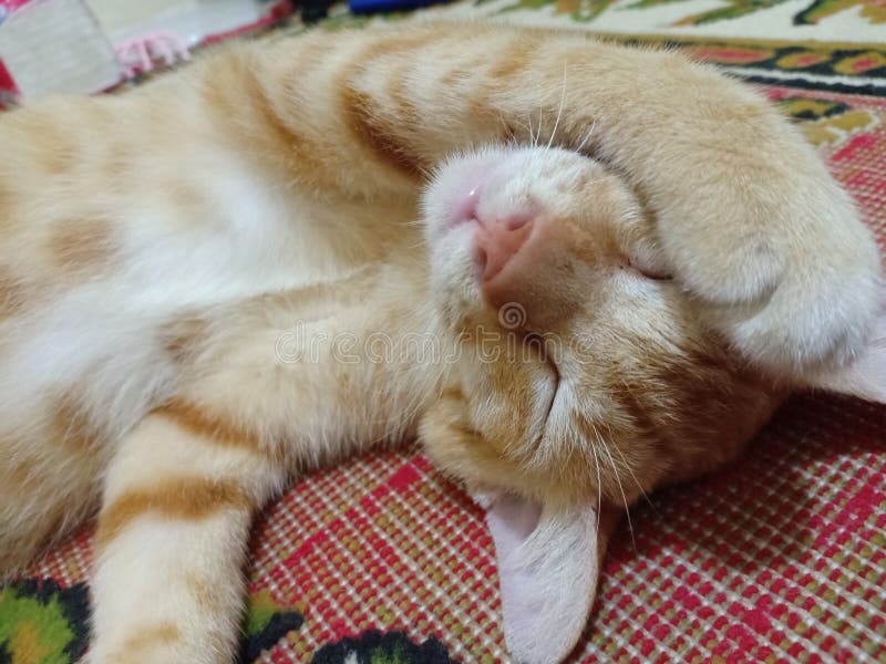 Shy Shy Cat Cute Pose Kitten Stock Photo - Image of kitten, pose: 272192540