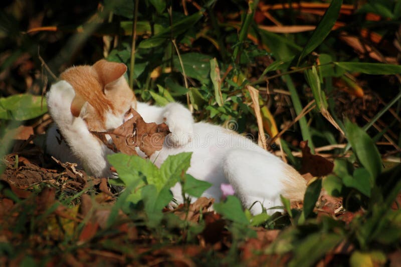 A Shy Cat. an Embarrassed Cute Orange Cat Stock Image - Image of grass ...