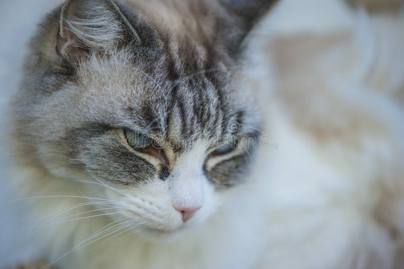 Shy cat stock photo. Image of pose, playing, looking - 77678928