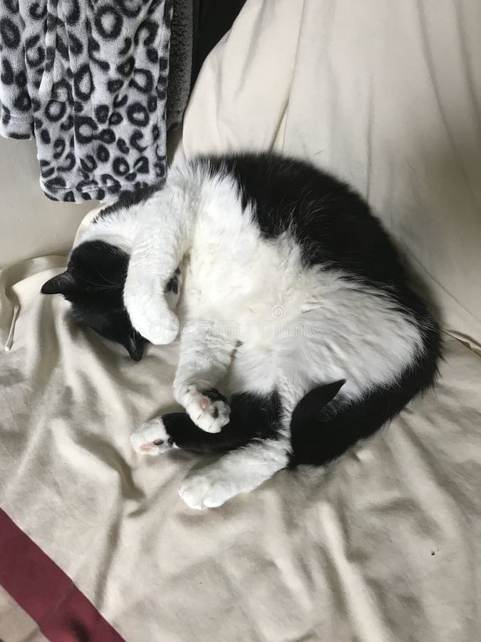 Shy cat stock photo. Image of crazy, country, distance - 102328148