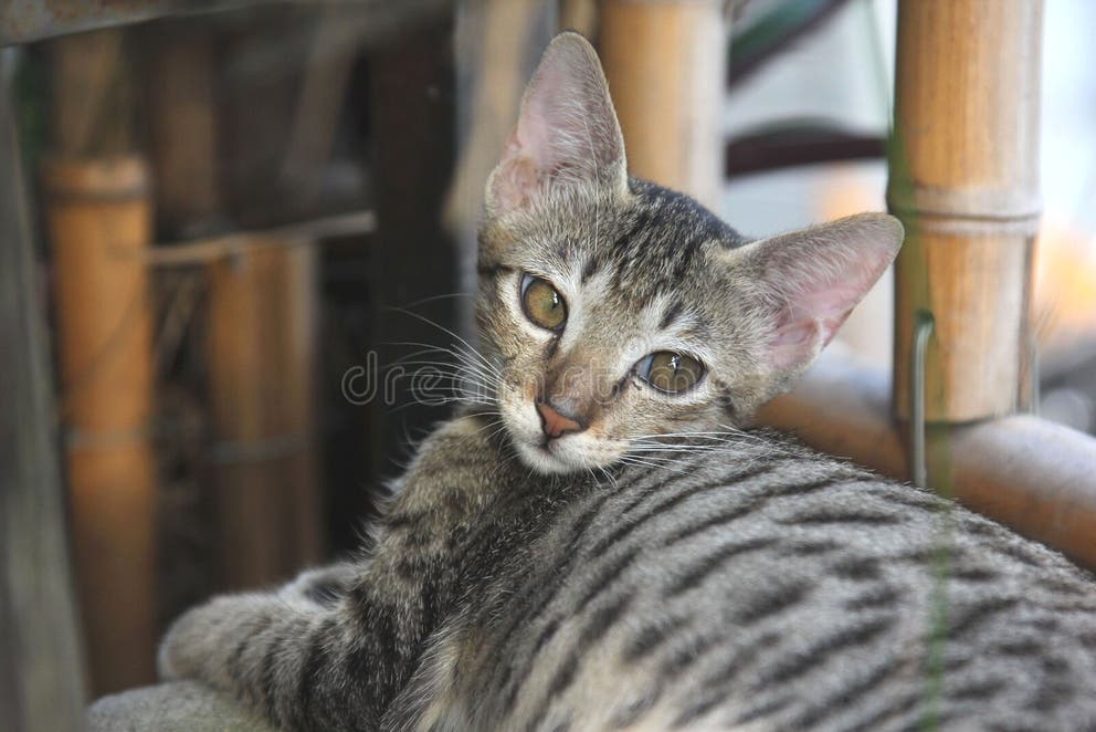 Shy cat stock photo. Image of chair, attentive, feline - 87799978