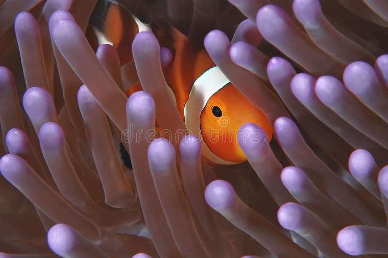 Not a Shy Guy stock photo. Image of marine, seabass, fish - 29444