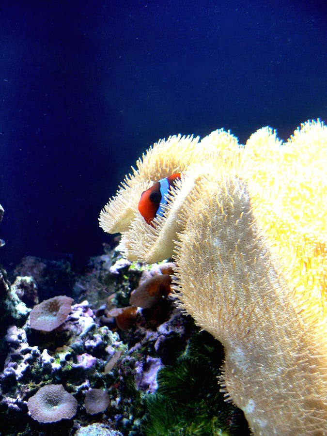 Shy Clown Fish stock image. Image of water, saltwater - 9983681