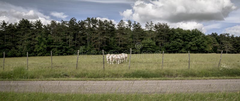 Shy cows stock image. Image of country, meadow, roadside - 106820775