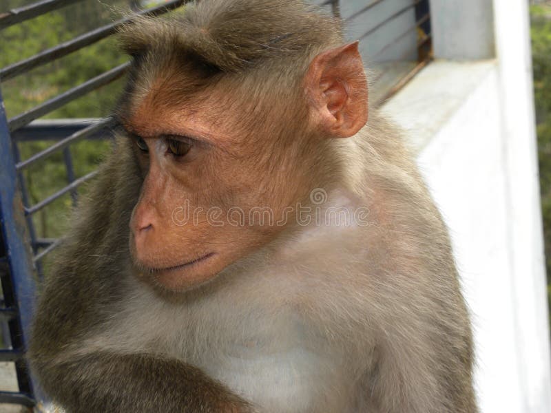 Shy Bonnet Macaque Monkey Sitting Stock Photo - Image of hills, outdoor ...