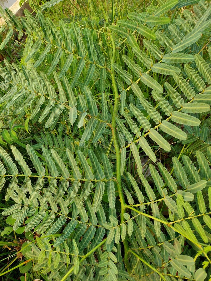 The Shy Daughter& X27;s Plant is Photographed in the Morning in Central ...
