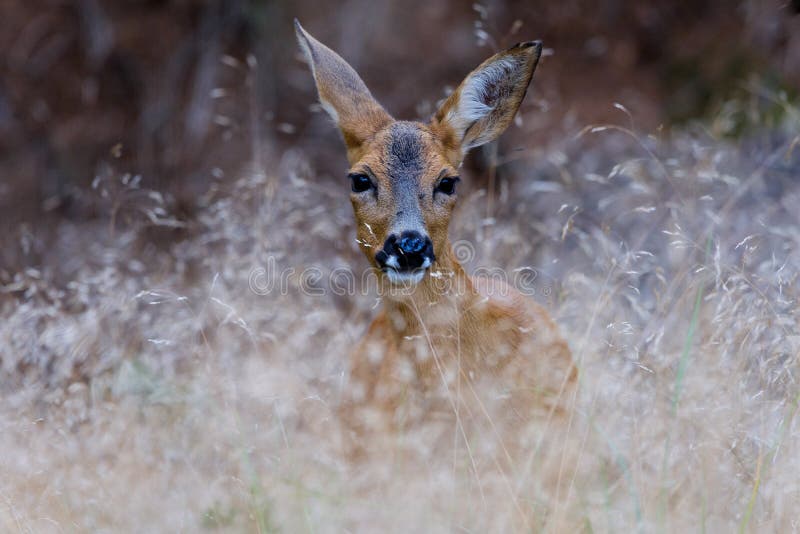 A shy deer in a grassland stock image. Image of deer - 163432727