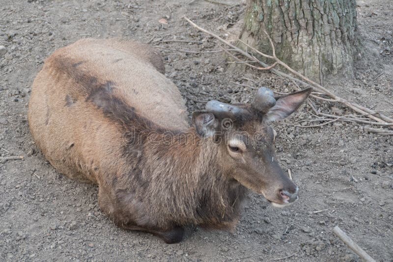 Shy deer in a natural farm stock image. Image of detail - 146760957