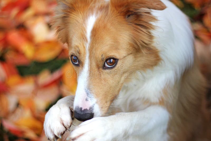 Begging dog stock photo. Image of please, sitting, doggy - 36104504