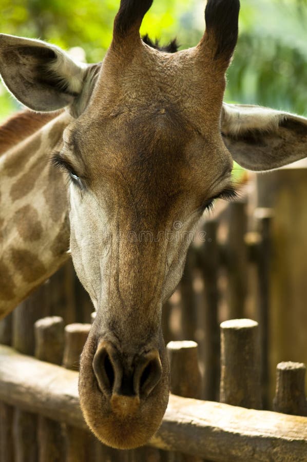 211 Sad Giraffe Stock Photos - Free & Royalty-Free Stock Photos from ...