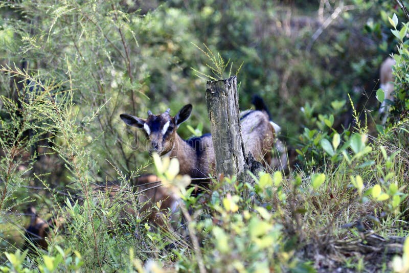 Goay Stock Photos - Free & Royalty-Free Stock Photos from Dreamstime