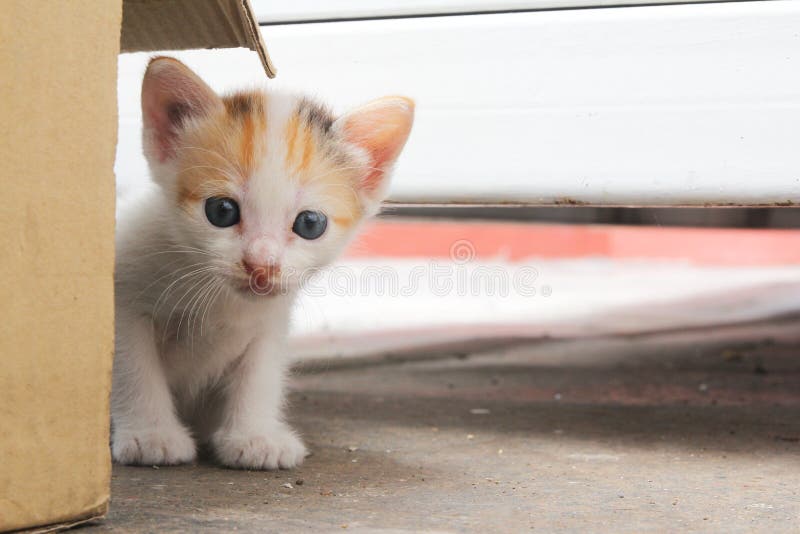 Shy Kitten stock photo. Image of kitten, white, cute, sitting - 5287050