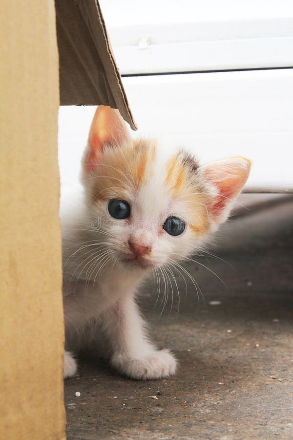 Shy kitten stock photo. Image of domestic, feline, kitten - 48682018