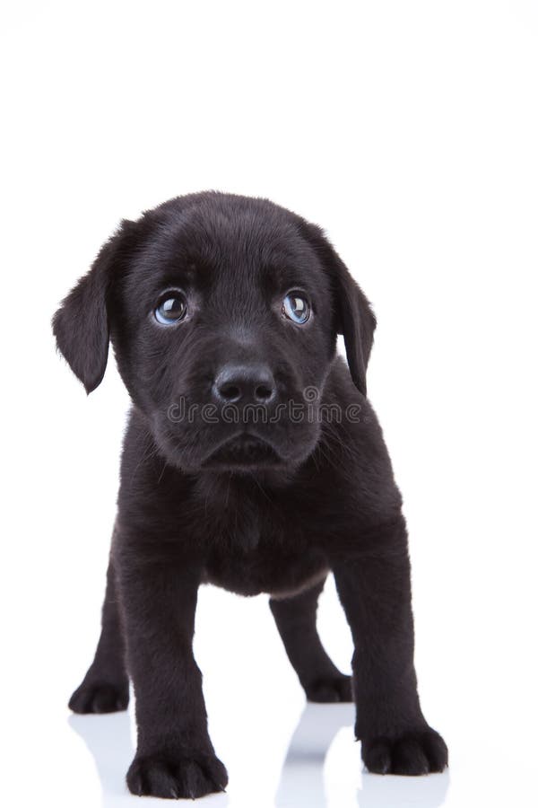 Black Labrador Retriever Puppy Stock Photo - Image of labrador, breed ...