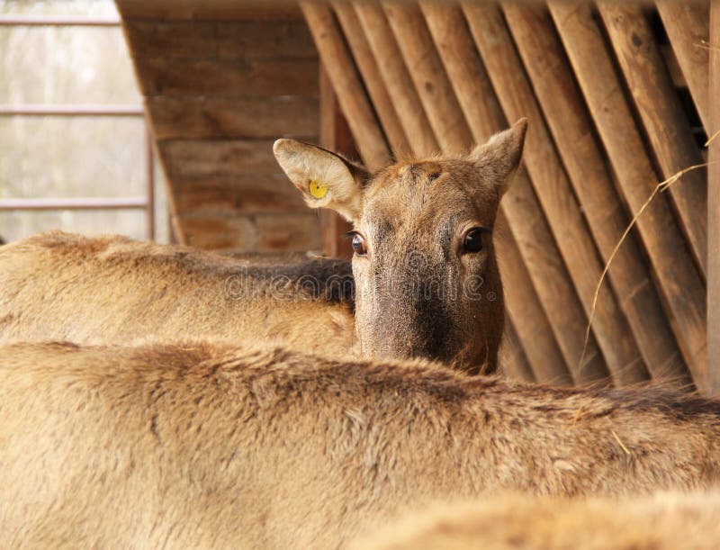 Shy deer /2 stock image. Image of hoof, ears, rural, wood - 1238099