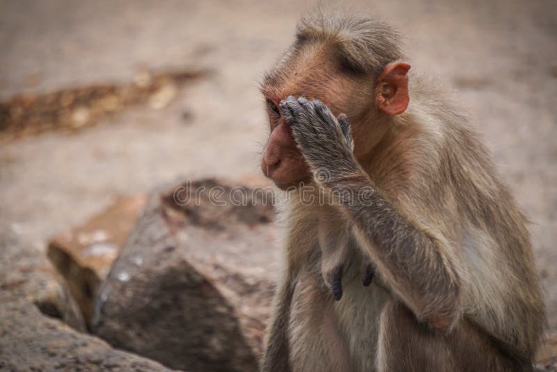Shy monkey cute looking stock image. Image of cute, chimpanzee - 226050011