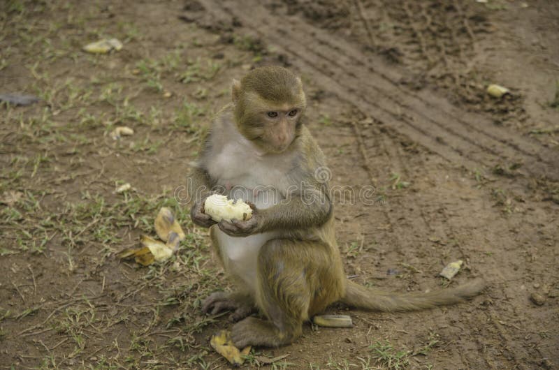 Shy Monkey stock photo. Image of tailed, primate, animal - 15310286