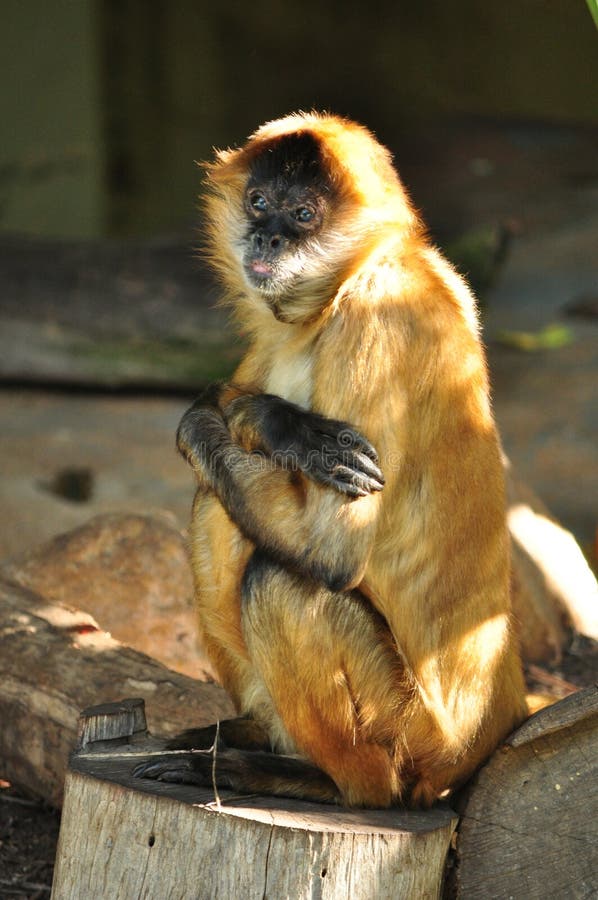 Shy Monkey stock photo. Image of tailed, primate, animal - 15310286