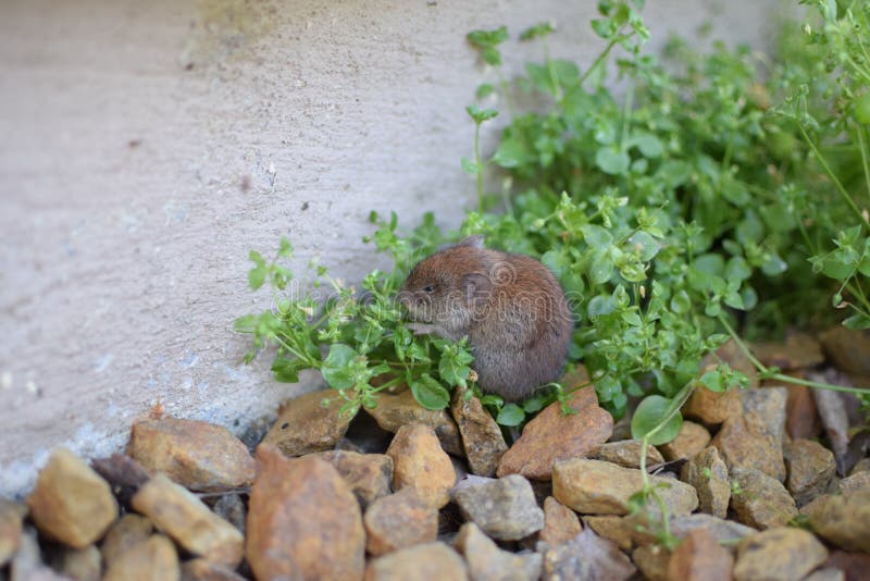 Shy mouse stock image. Image of plant, small, rocks, little - 84605241