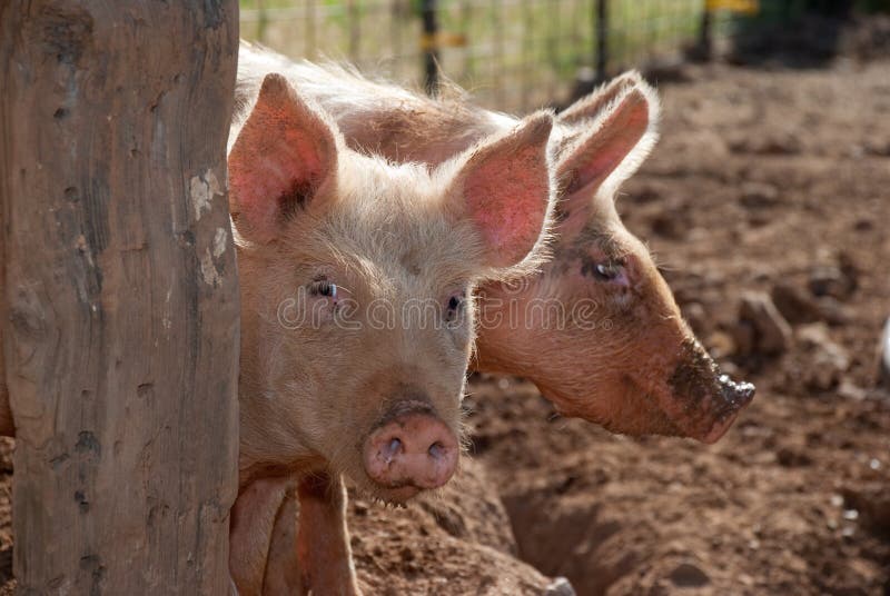 Shy pigs stock photo. Image of baby, white, pink, pets - 11095442