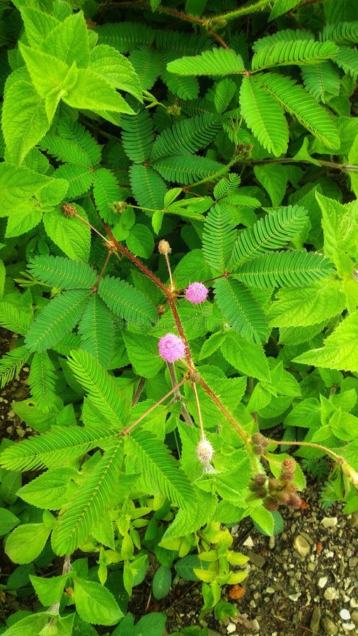 The Shy Princess Flower is so Cute Stock Image - Image of green, flower ...
