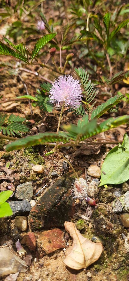 Shy Princess Flower Grass in the Bush Stock Image - Image of shrub ...