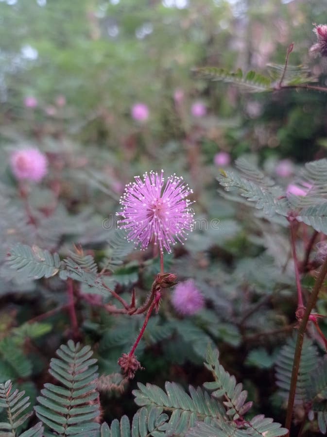 Floweron Side Road Stock Photos - Free & Royalty-Free Stock Photos from ...