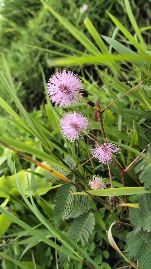 Shy Princess Flowers that Grow in the Rice Fields Stock Photo - Image ...