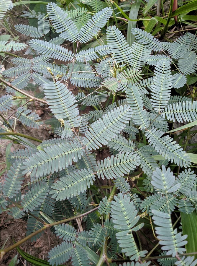 Shy princess grass stock photo. Image of tree, flowering - 263639980