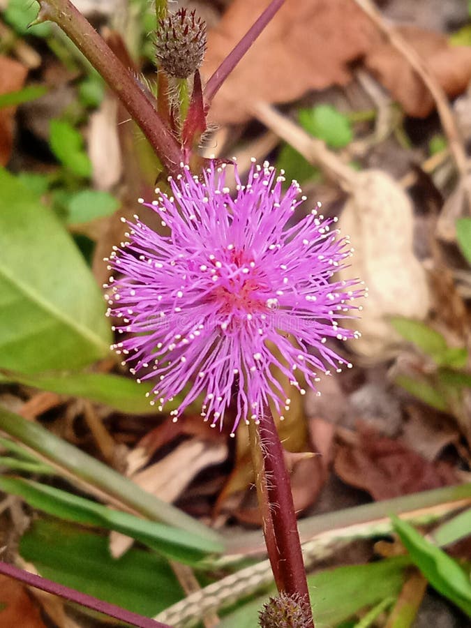 Shy princess plant stock photo. Image of plant, princess - 269464698