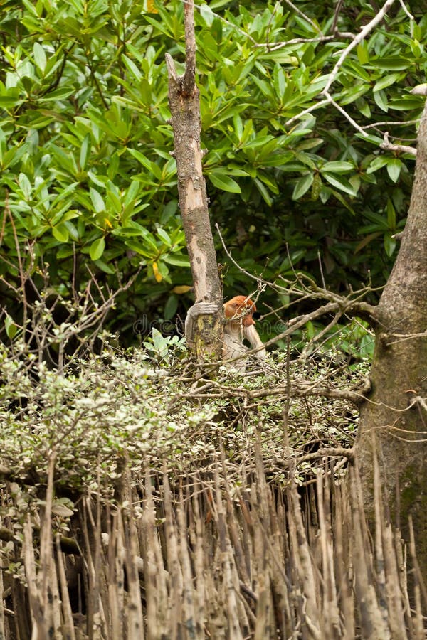 Shy Probiscus Monkey Sitting in a Tree Stock Image - Image of national ...