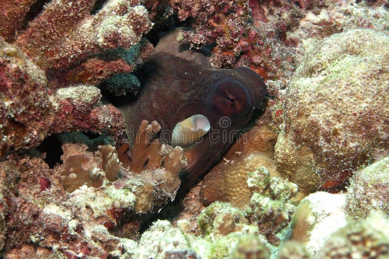 Shy Purple Octopus Stock Photos - Free & Royalty-Free Stock Photos from ...