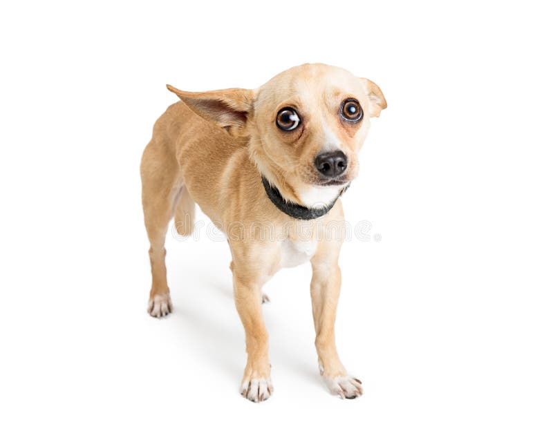 Scared Chihuahua Rescue Dog on White Stock Photo - Image of cowering ... Scared Chihuahua Rescue Dog on White Stock Photo - Image of cowering ...