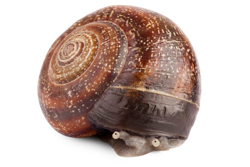 136,245 Snail Stock Photos - Free & Royalty-Free Stock Photos from ...