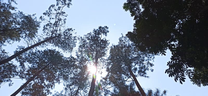 The Shy Sunshine Hiding Behind the Trees Stock Photo - Image of trees ...