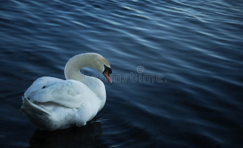 465 Sad Swan Stock Photos - Free & Royalty-Free Stock Photos from ...