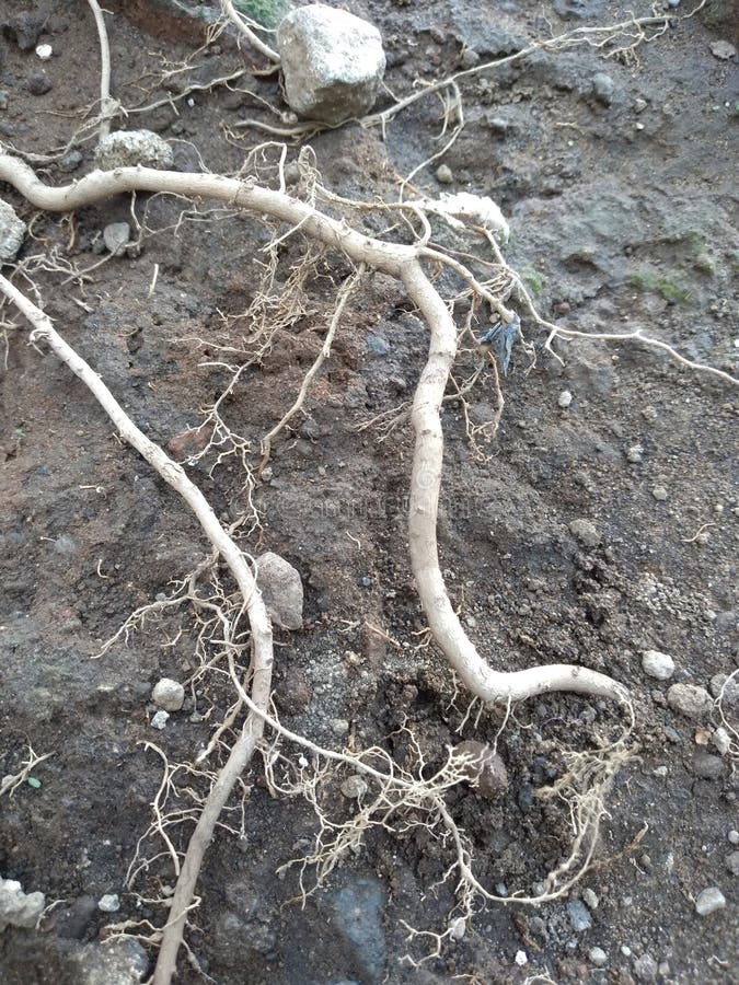 Shy Tree Roots Hide in the Ground Stock Photo - Image of ground, hide ...