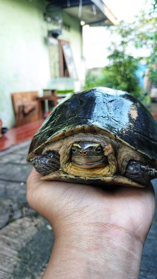 Shy Turtle Enjoyed Hold in Hand Stock Image - Image of tortoise, toad ...