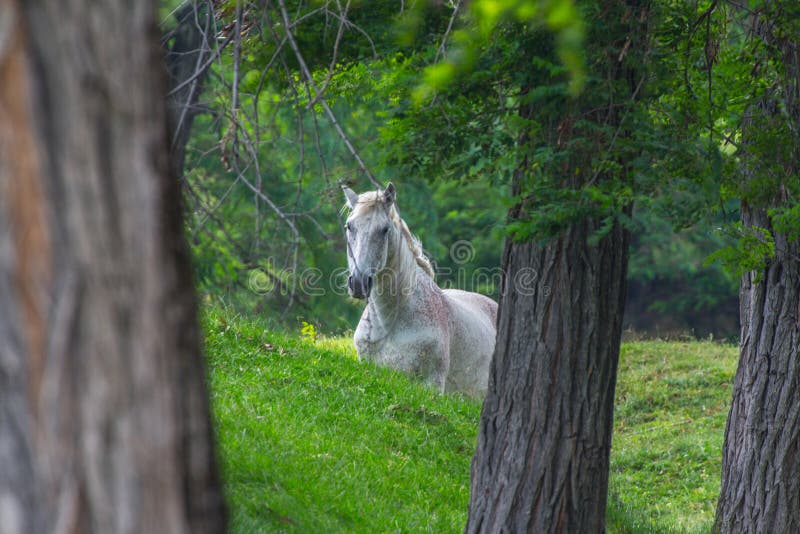 310 Shy Horse Stock Photos - Free & Royalty-Free Stock Photos from ...