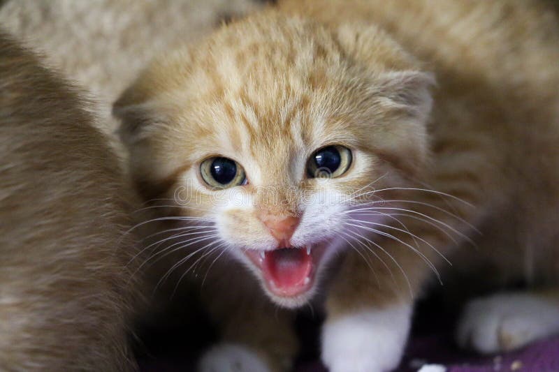 Shy White Yellow Kitten Hisses with Ears Laid Back Stock Photo - Image ...