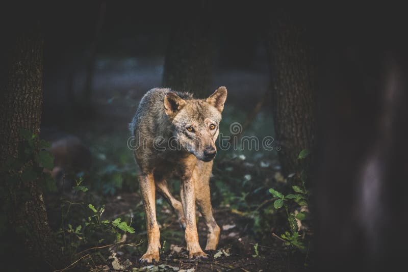 Shy wolf stock image. Image of park, nature, face, canis - 87731571