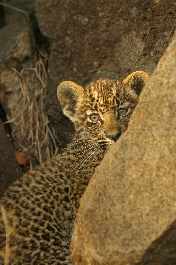 Shy young Leopard cub stock photo. Image of animal, looking - 7135584