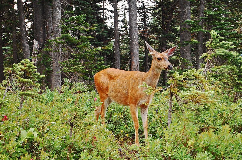 Shy young mule deer doe stock photo. Image of woods, animal - 57022710