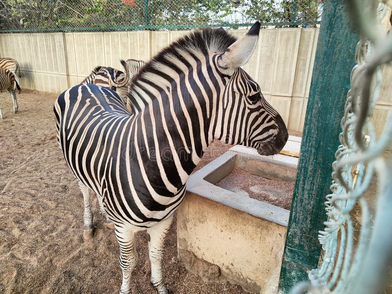 Shy zebra in the cage stock photo. Image of recreation - 248866578