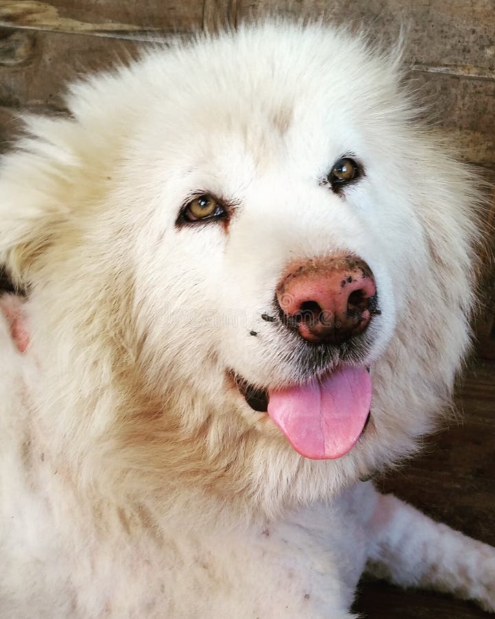 Shylo Stock Photos - Free & Royalty-Free Stock Photos from Dreamstime