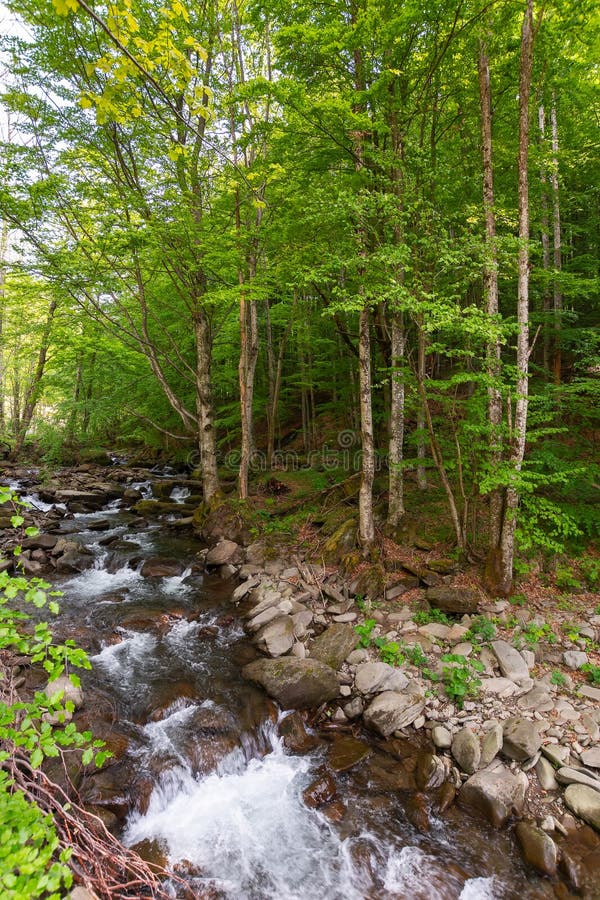 Flowth Stock Photos - Free & Royalty-Free Stock Photos from Dreamstime