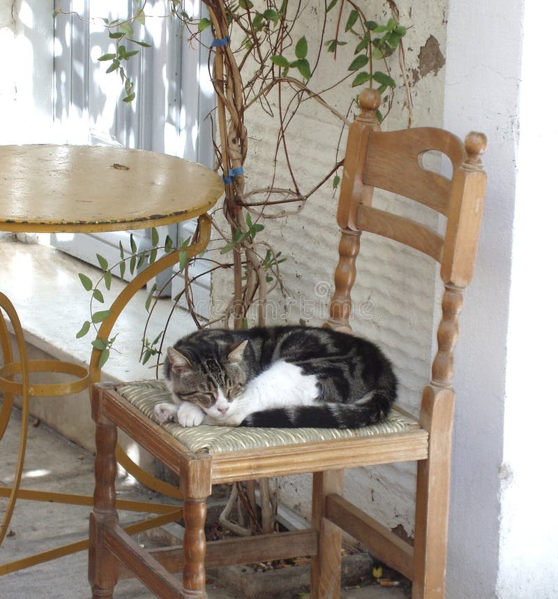 Sièste parasite de chat image stock. Image du présidence - 3319835