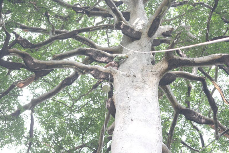 Sialang Honey stock photo. Image of woodland, human - 263831158