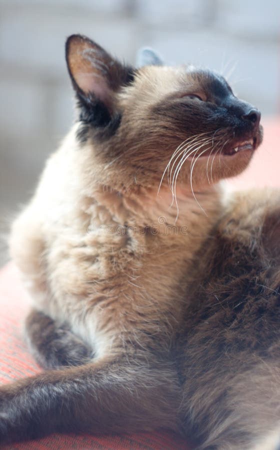 Siam cat stock photo. Image of template, mask, domestic - 6540386