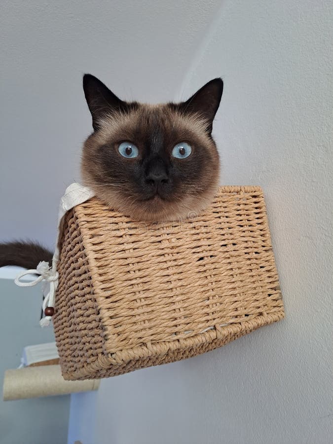 Siam cat in the box stock photo. Image of indore, siam - 284514542